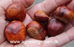 Hvide kastanjer « Agnes´ kreative univers